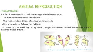 msc2nd komal chouhan (7).pptx reproduction in invertebrates | PPTX