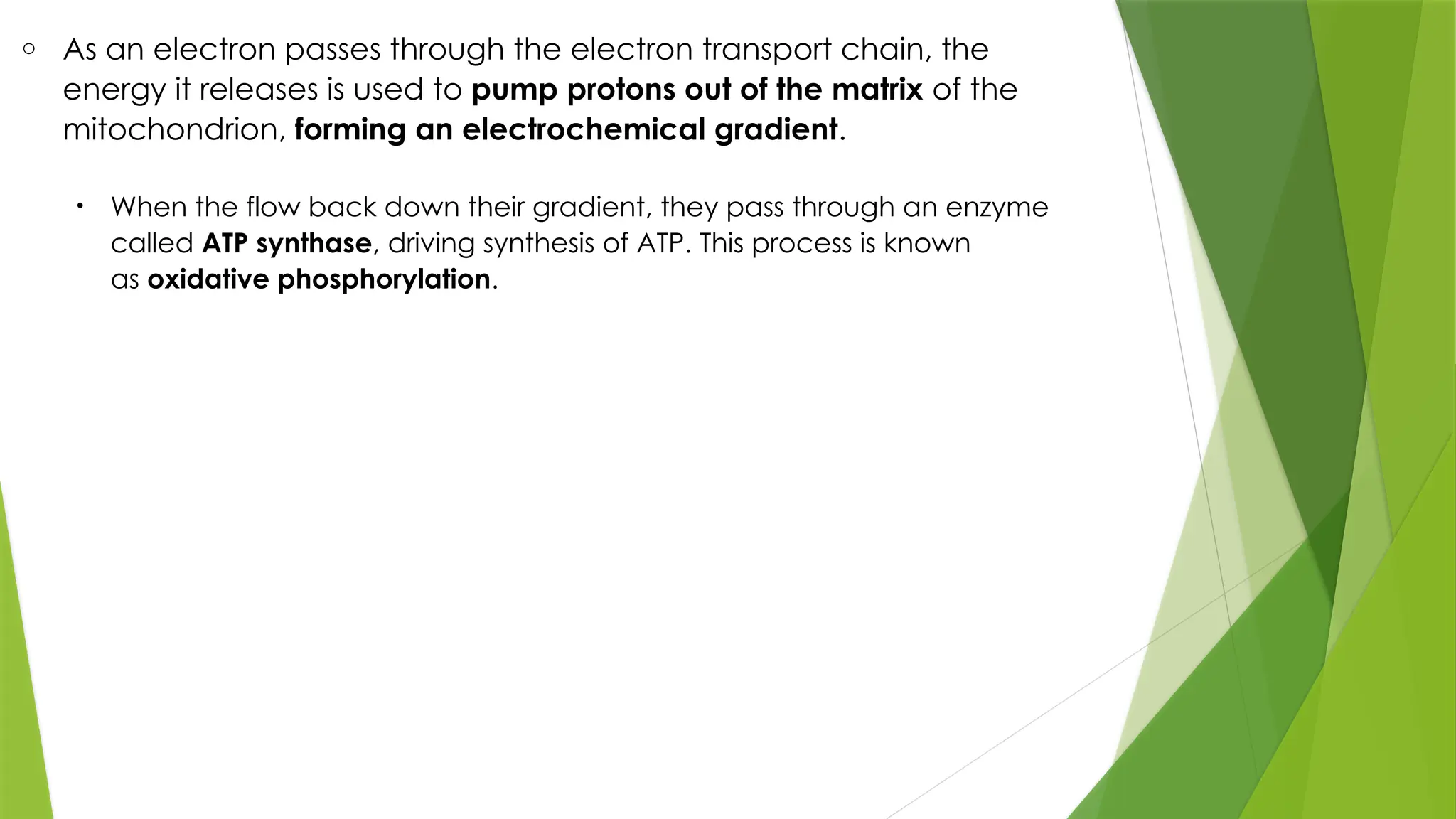 MSc_Cellular Respiration_students 3.pptx