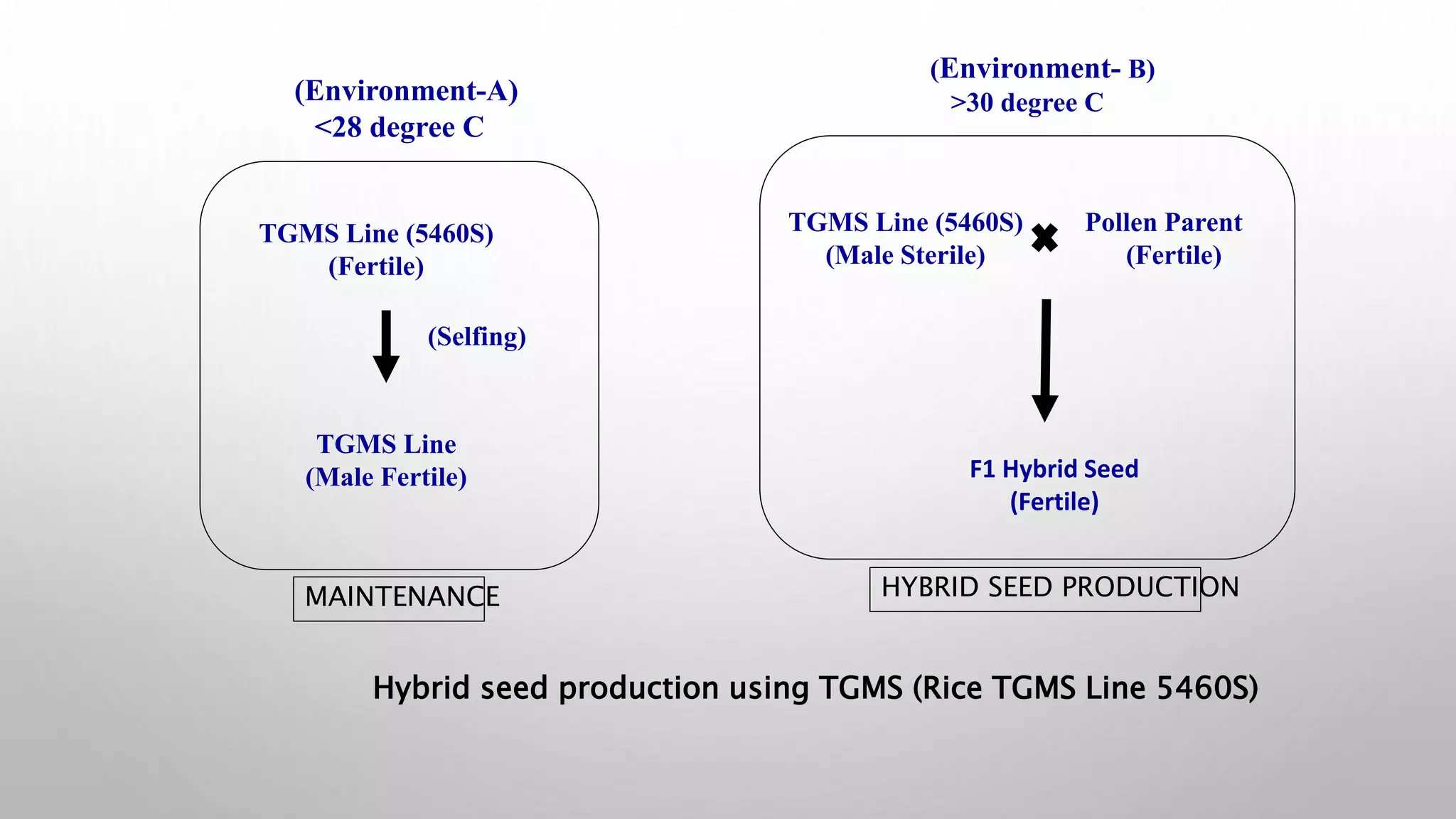 STATUS OF HYBRID RICE BREEDING IN INDIA & ABROAD | PPTX