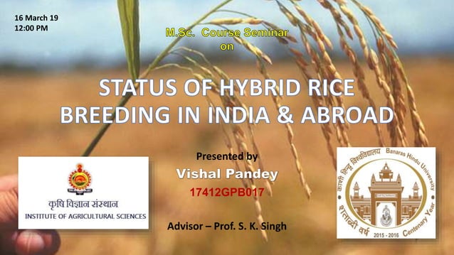 STATUS OF HYBRID RICE BREEDING IN INDIA & ABROAD | PPTX