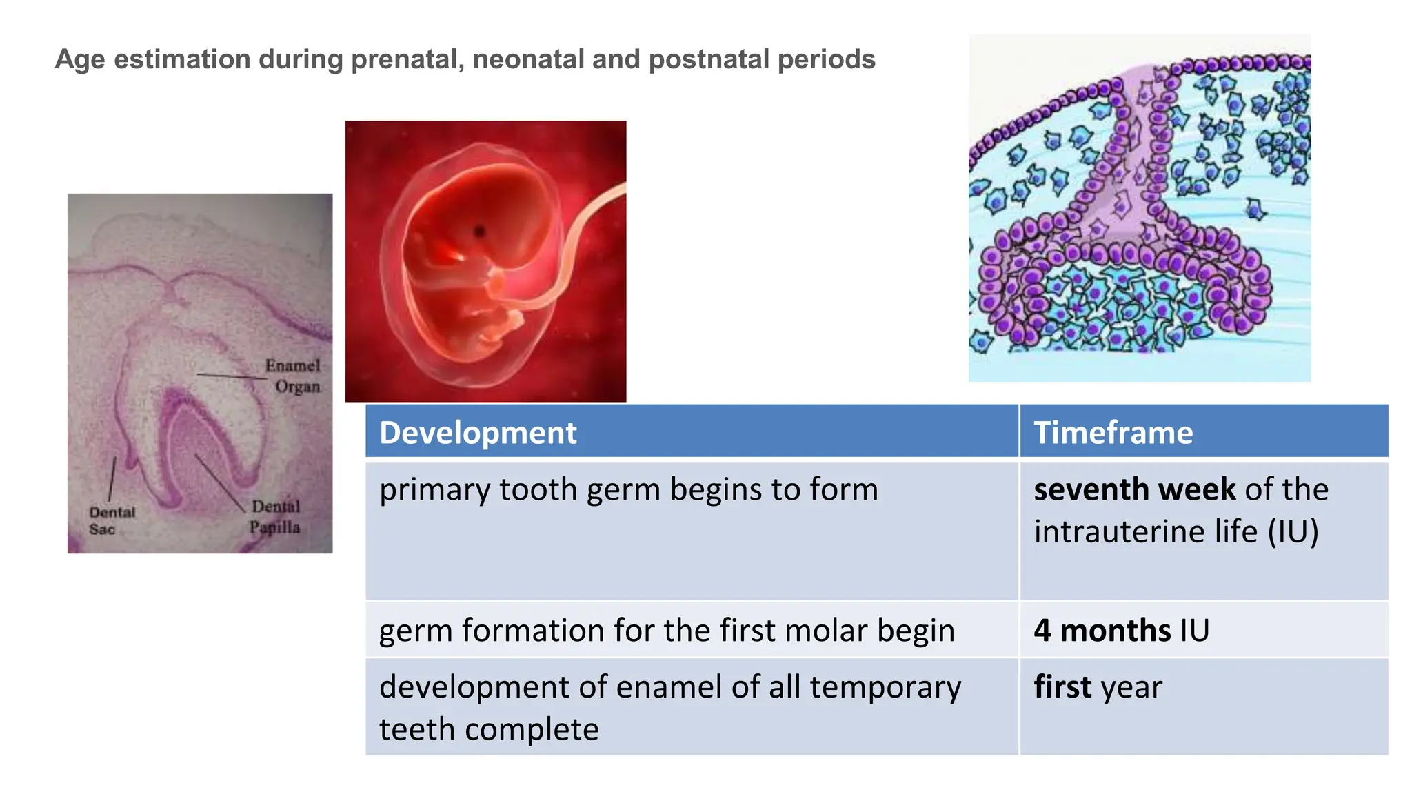 Msciii Forensic Anthropology Age Estimation Using Dentition Pptx