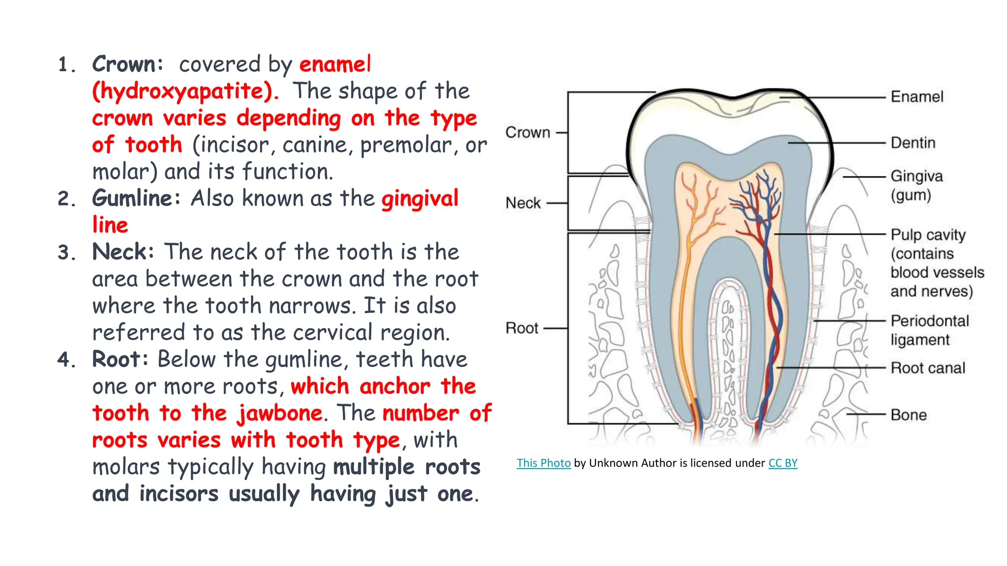 Msciii Forensic Anthropology Age Estimation Using Dentition Pptx