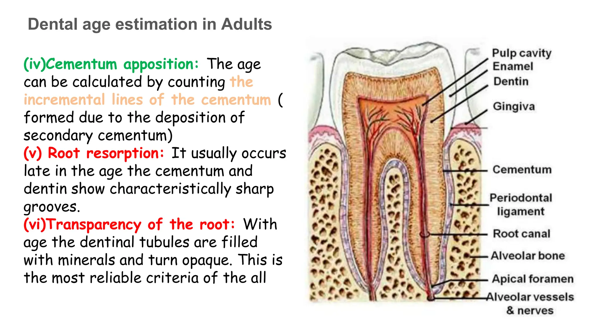 Msciii Forensic Anthropology Age Estimation Using Dentition Pptx