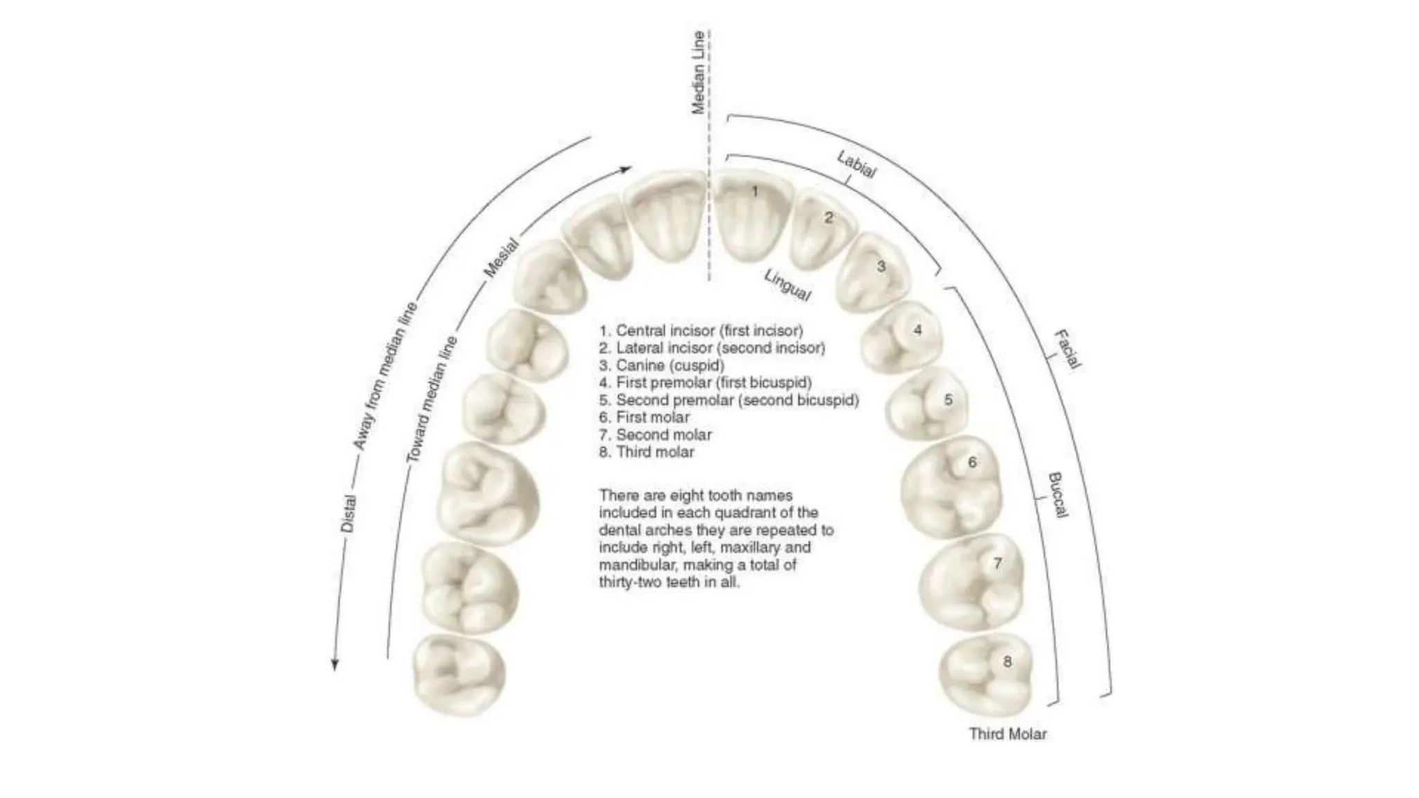 MSCIII_Forensic anthropology_age estimation using dentition.pptx