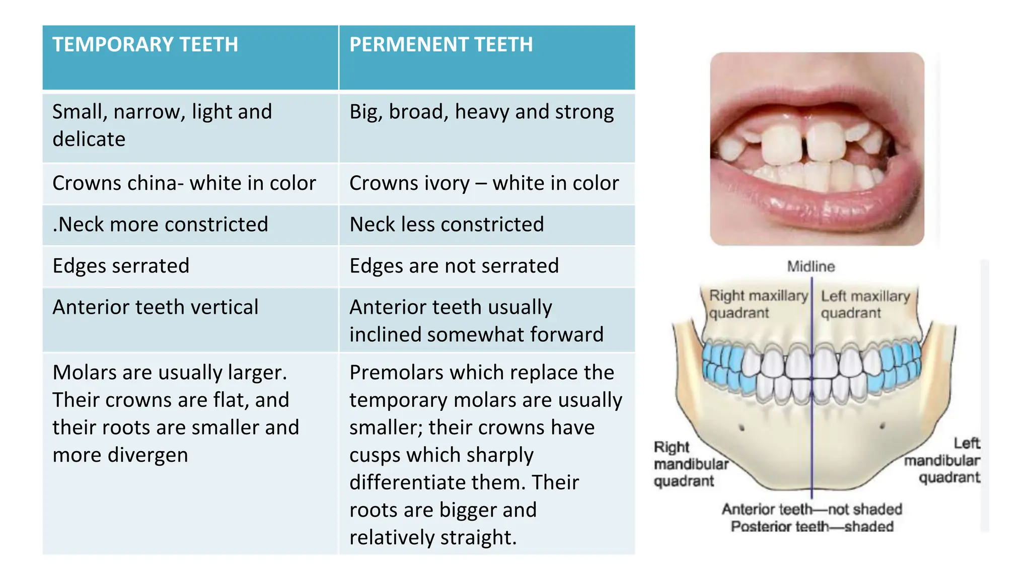 Msciii Forensic Anthropology Age Estimation Using Dentition Pptx