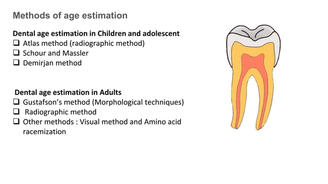 Msciii Forensic Anthropology Age Estimation Using Dentition Pptx