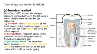 MSCIII_Forensic anthropology_age estimation using dentition.pptx