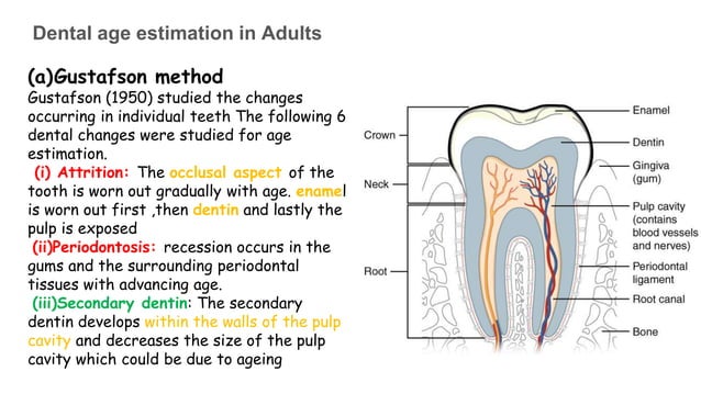 MSCIII_Forensic anthropology_age estimation using dentition.pptx