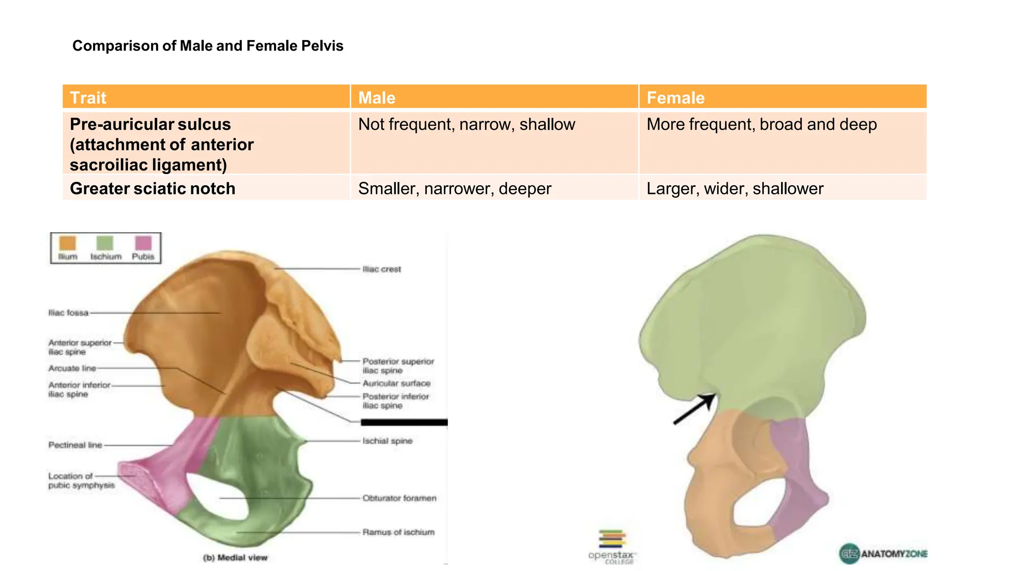 MSCIII_Forensic anthropology_Personal Identification.pptx