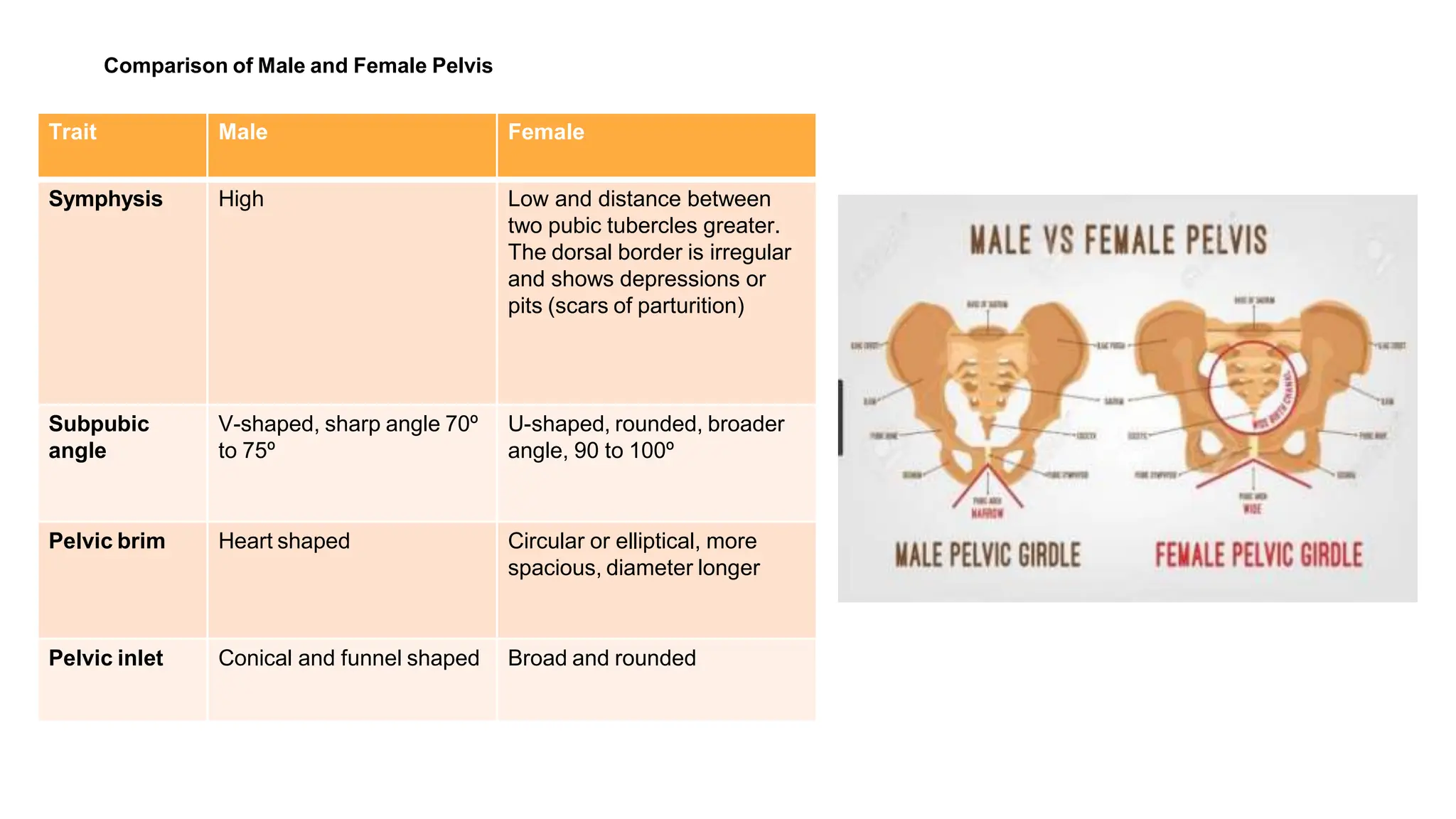 MSCIII_Forensic anthropology_Personal Identification.pptx