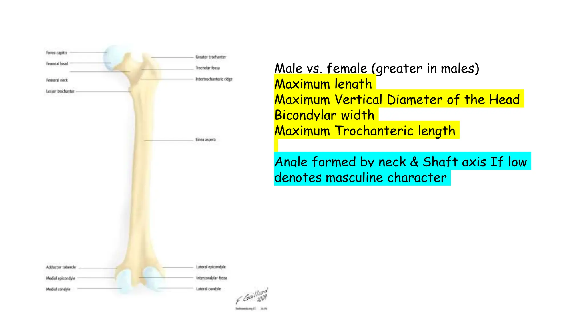 MSCIII_Forensic anthropology_Personal Identification.pptx