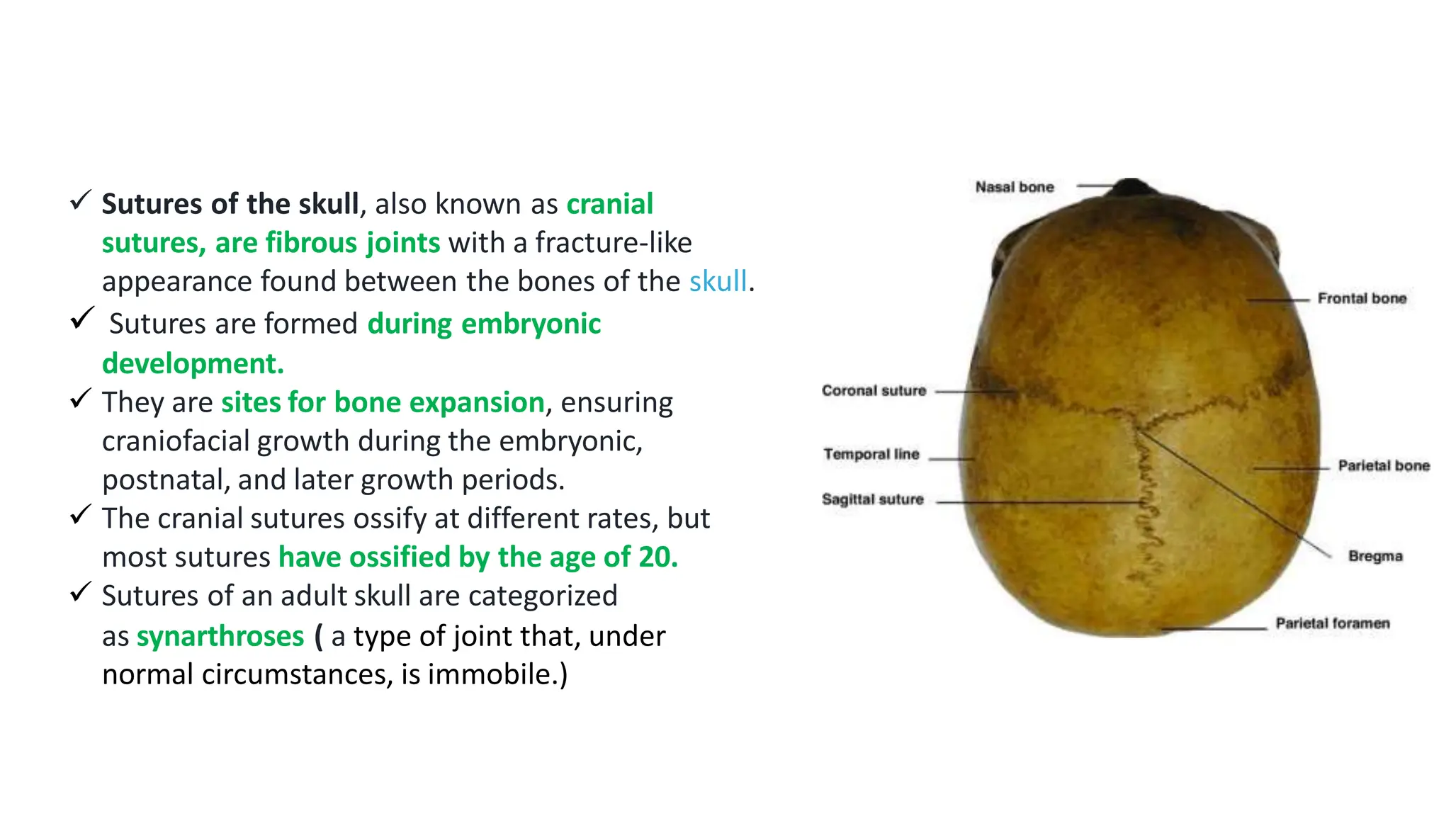 MSCIII_Forensic anthropology_Personal Identification.pptx
