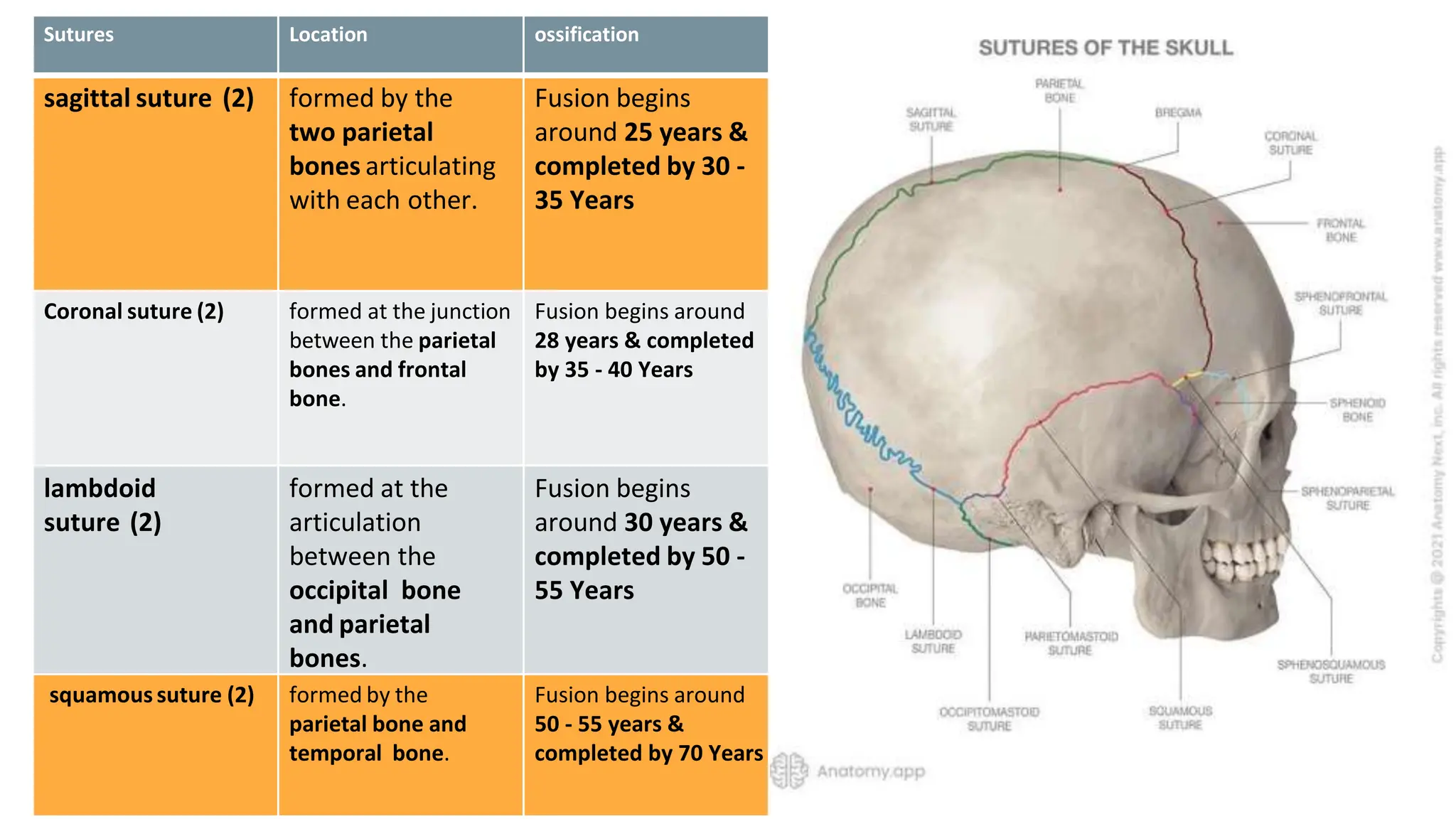 MSCIII_Forensic anthropology_Personal Identification.pptx