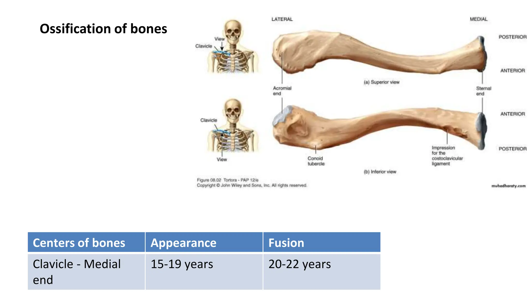 MSCIII_Forensic anthropology_Personal Identification.pptx
