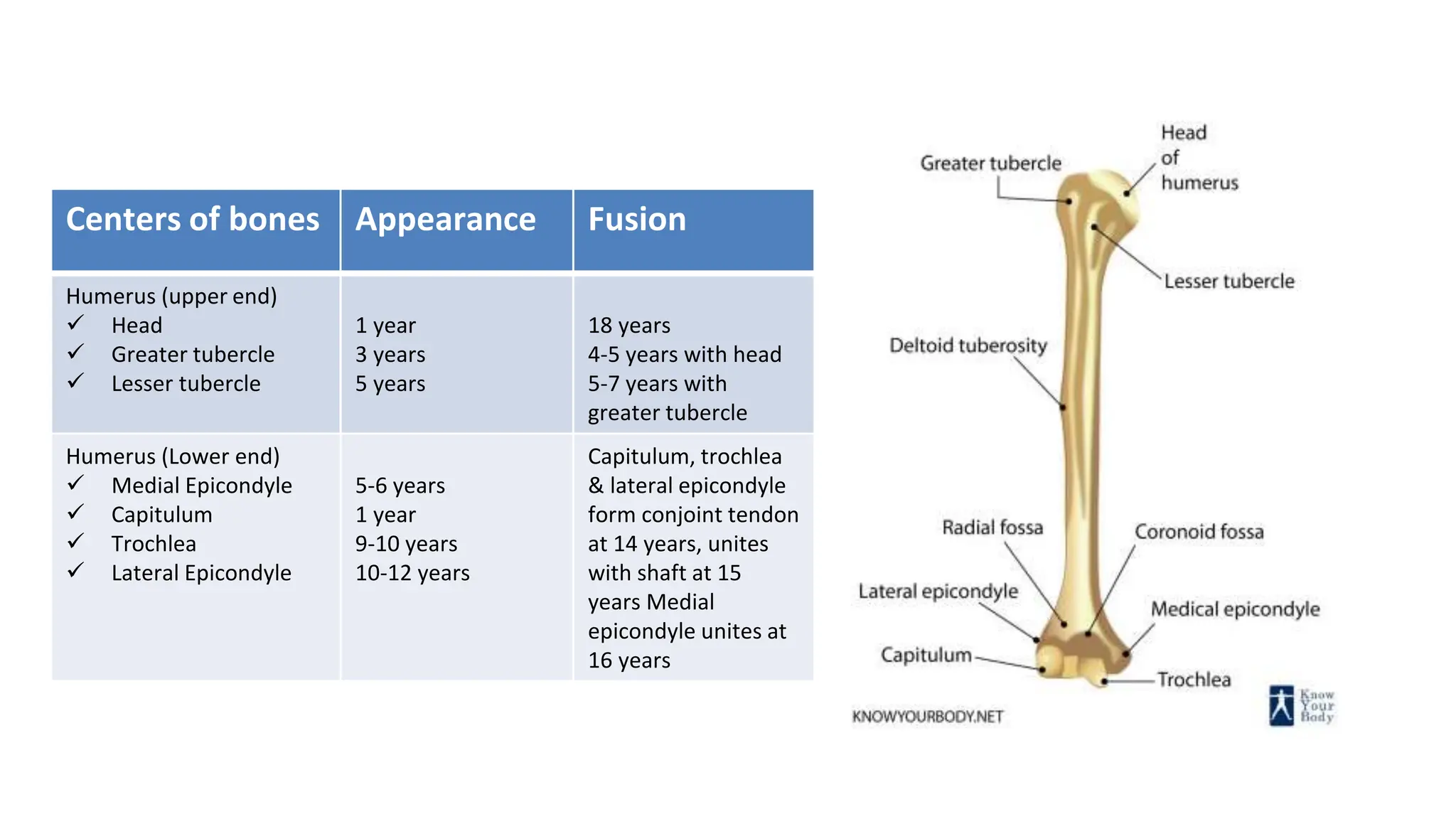 MSCIII_Forensic anthropology_Personal Identification.pptx