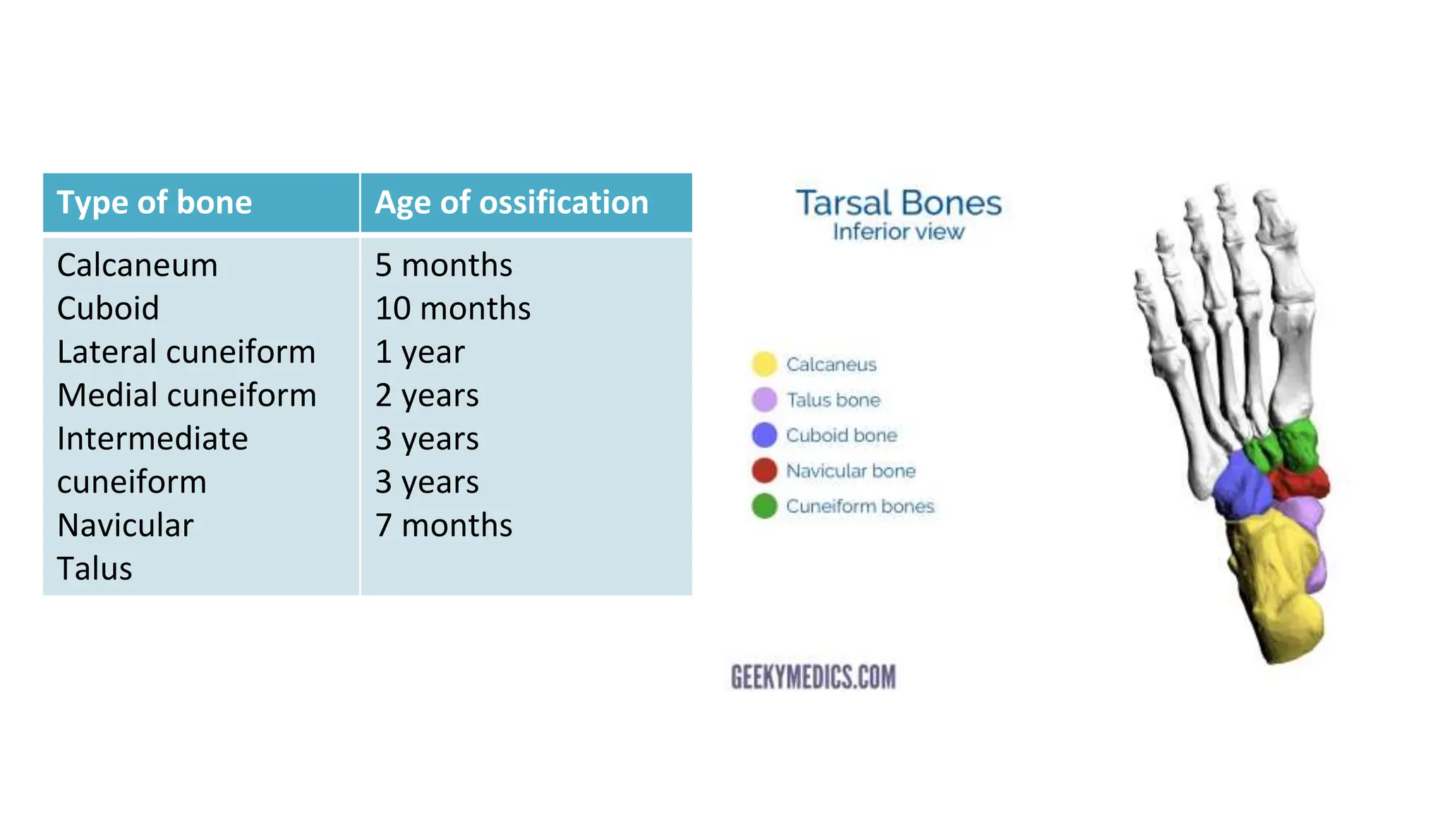 MSCIII_Forensic anthropology_Personal Identification.pptx