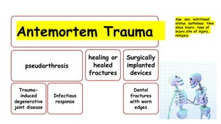 MSCIII_Forensic anthropology_Trauma analysis.pptx