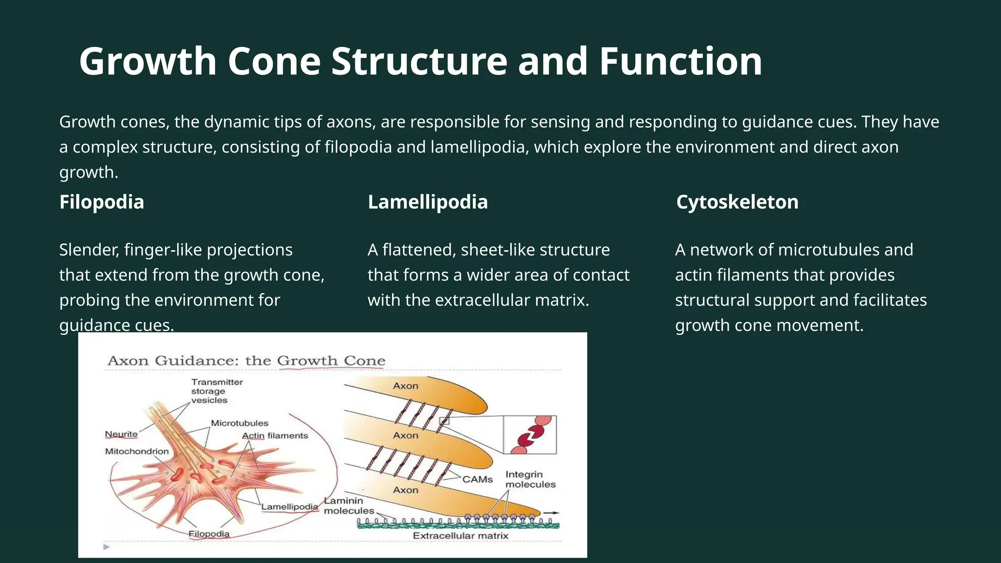 Axonal Guidance and neurotropic factors | PPTX