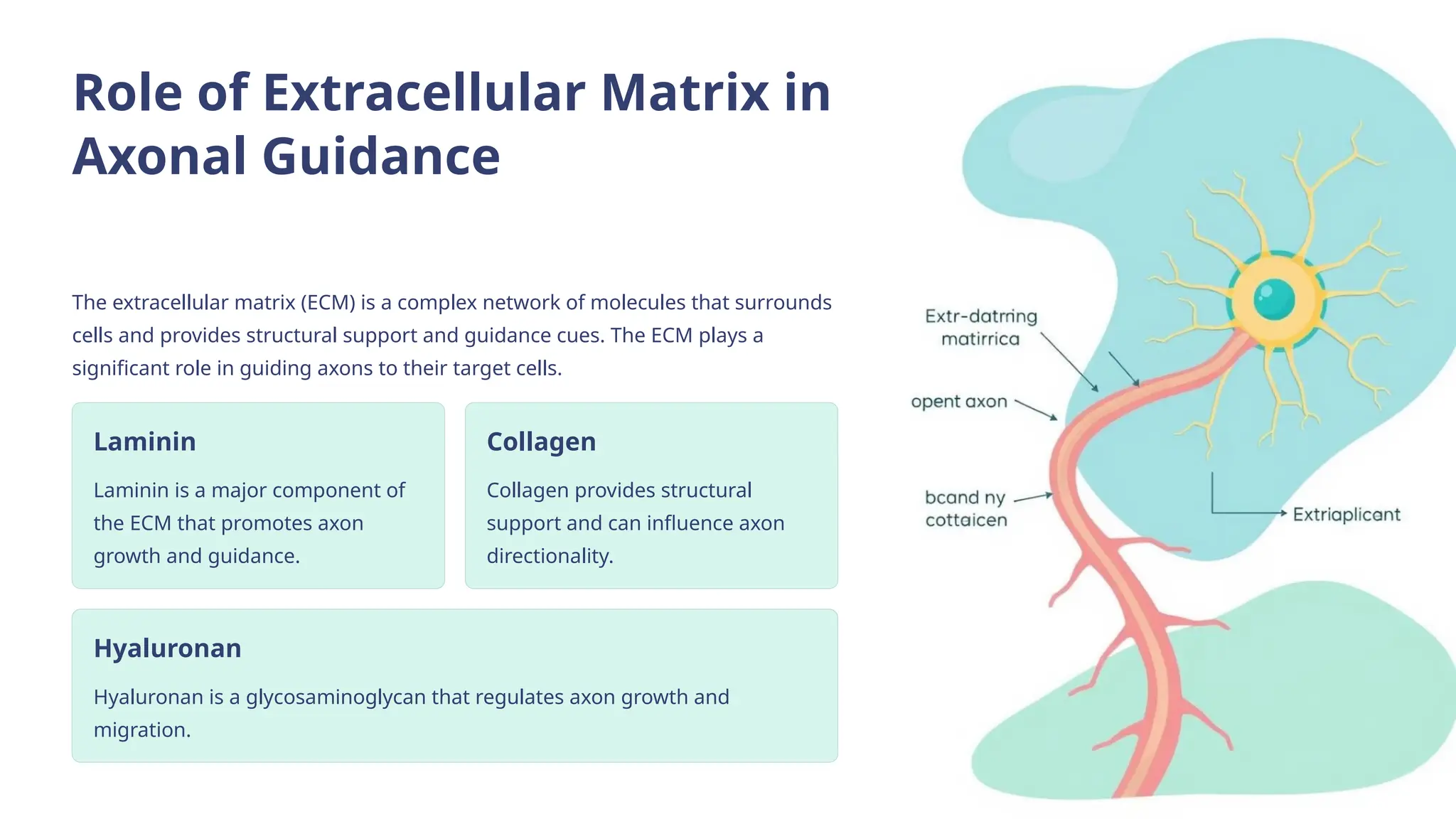 Axonal Guidance and neurotropic factors | PPTX