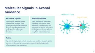 Axonal Guidance and neurotropic factors | PPTX | Brain and Nervous System Disorders | Diseases ...