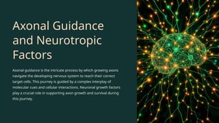 Axonal Guidance and neurotropic factors | PPTX | Brain and Nervous ...