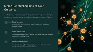 Axonal Guidance and neurotropic factors | PPTX