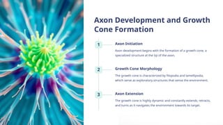Axonal Guidance and neurotropic factors | PPTX | Brain and Nervous System Disorders | Diseases ...