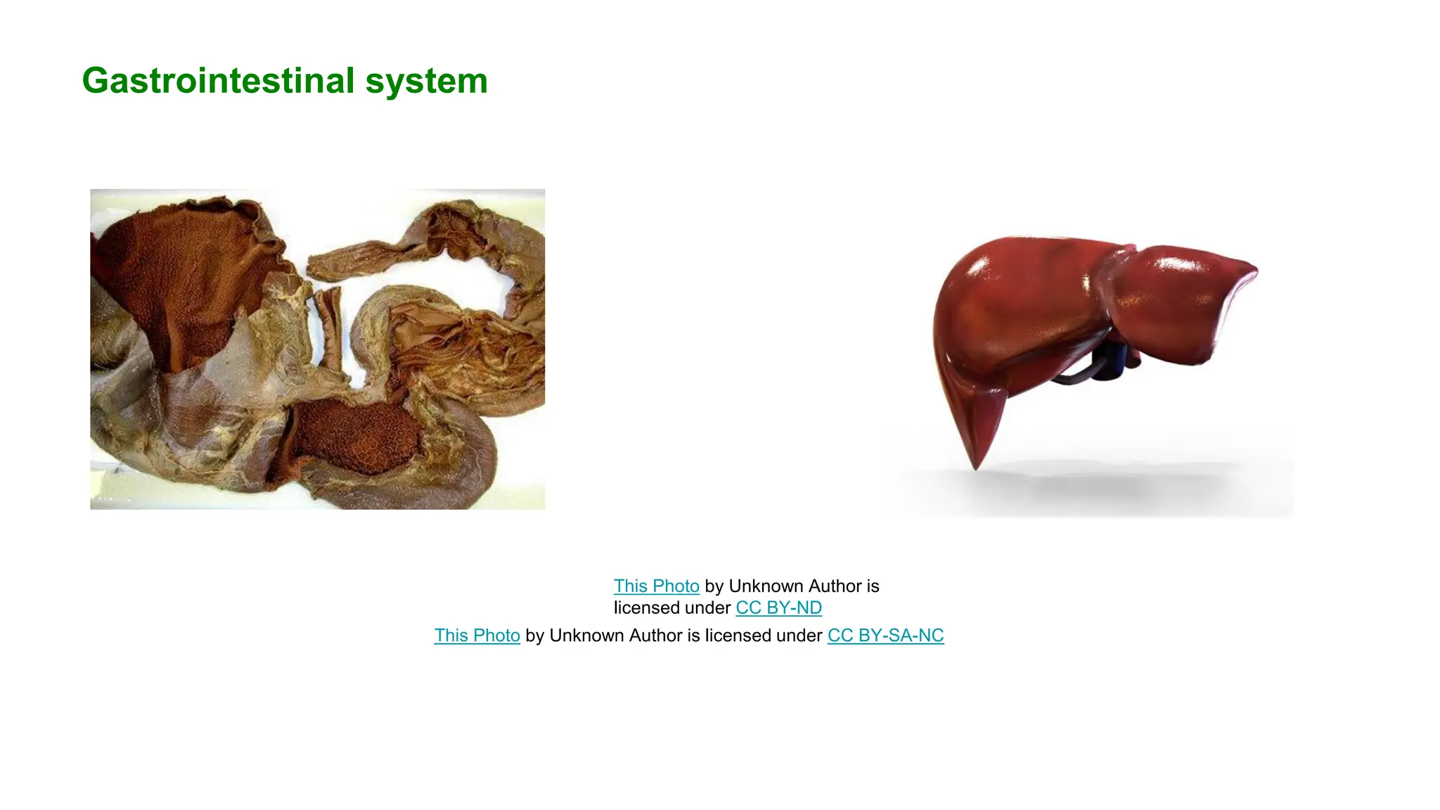 MSC IV_Forensic medicine - autopsy.pdf