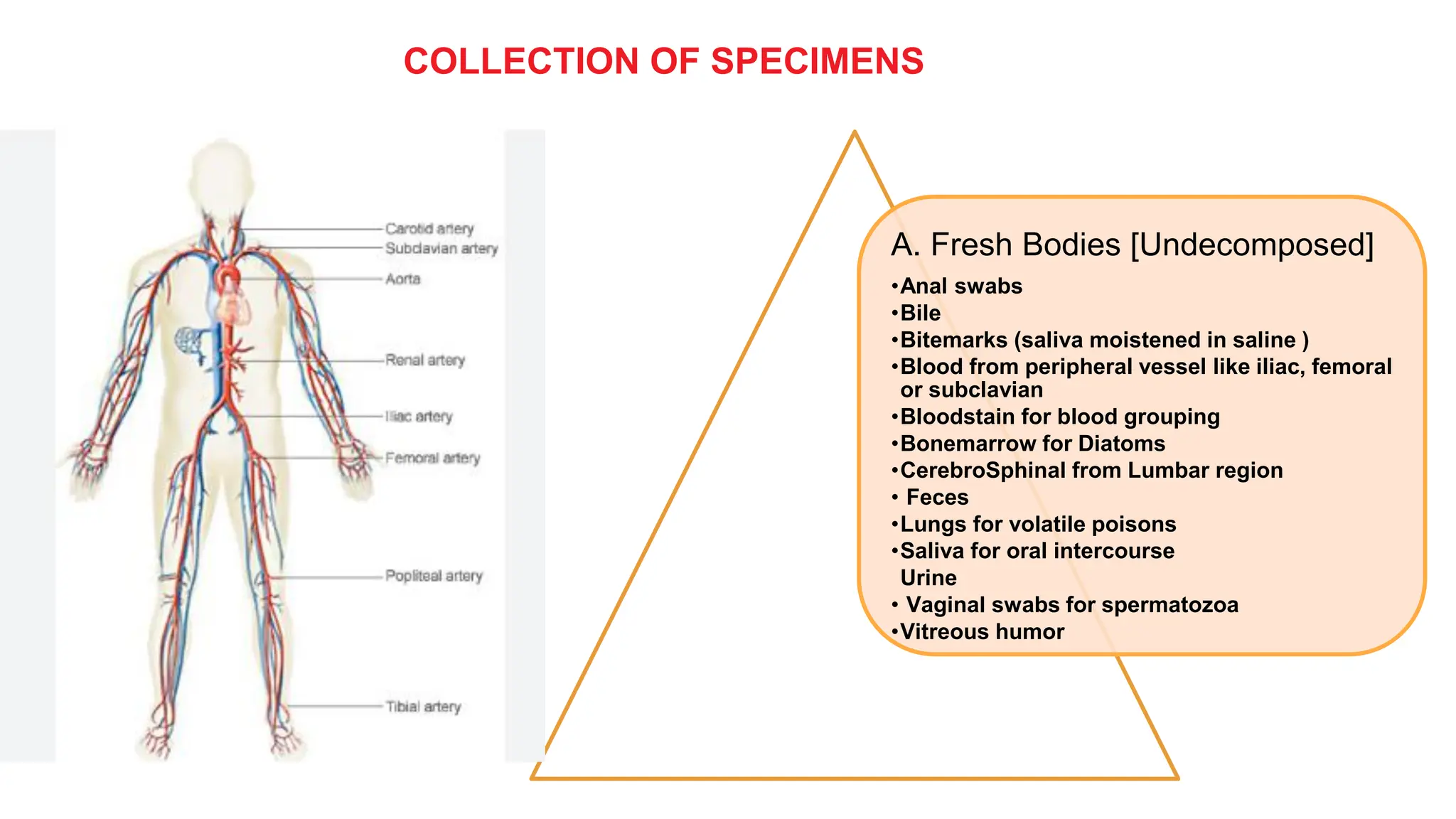 MSC IV_Forensic medicine - autopsy.pdf