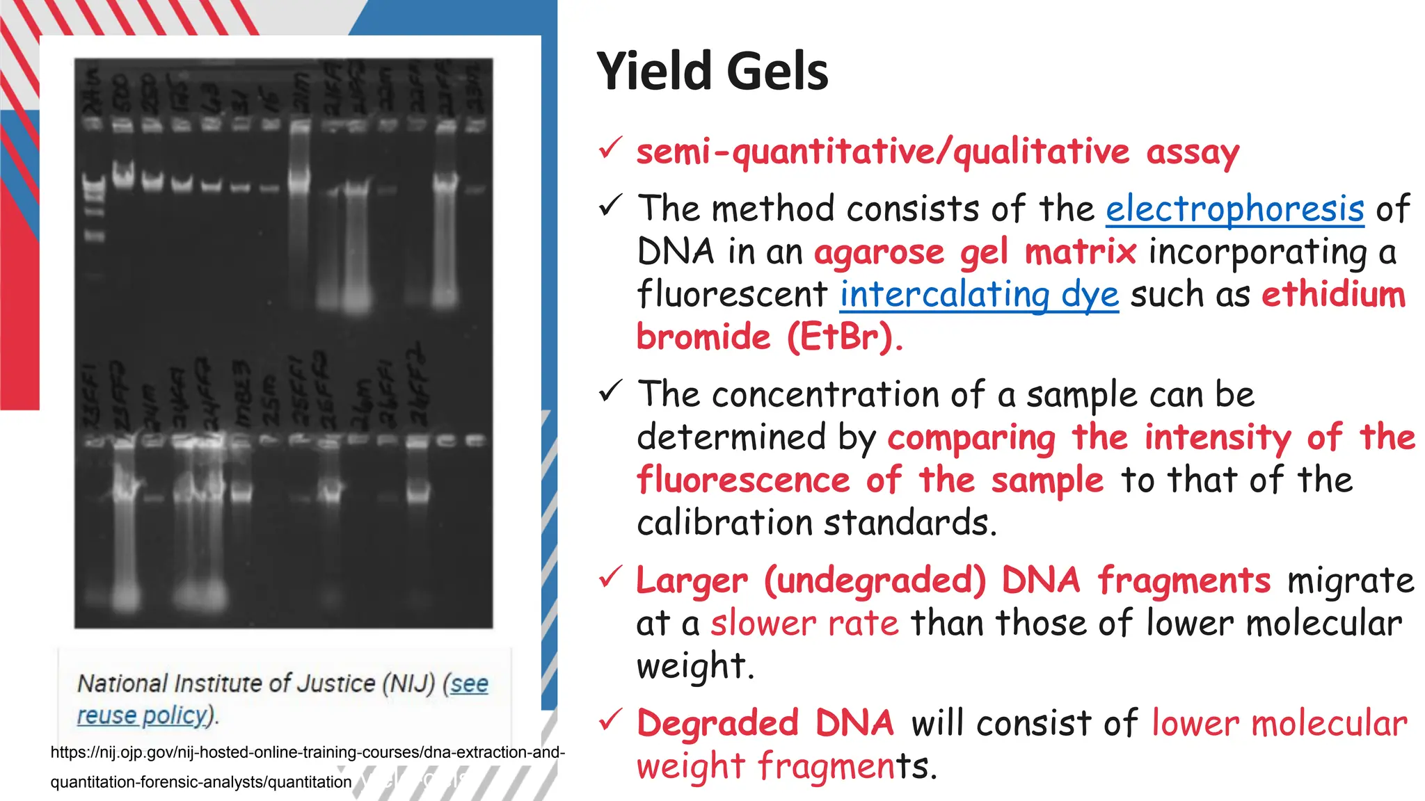 MSC IV SEMESTER_DNA Profiling - DNA quantification.pdf
