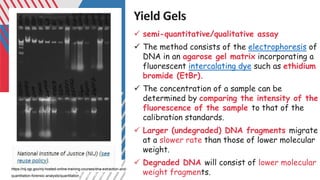 MSC IV SEMESTER_DNA Profiling - DNA quantification.pdf