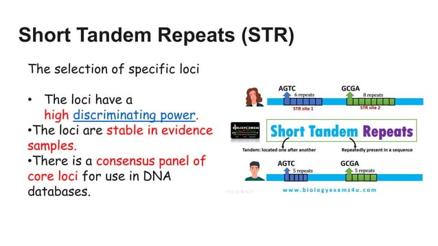 MSC IV SEMESTER_DNA Profiling - STR biology and artifacts.pdf