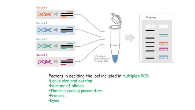 MSC IV SEMESTER_DNA Profiling - STR biology and artifacts.pdf