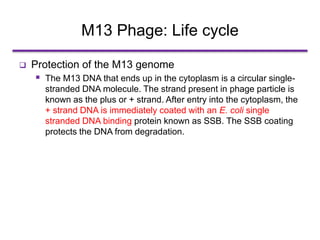 MSc mic gen plasmids bacteriophages | PPTX