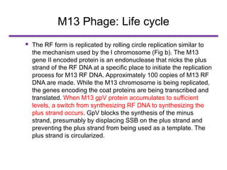 MSc mic gen plasmids bacteriophages | PPT