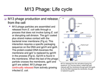 MSc mic gen plasmids bacteriophages | PPT