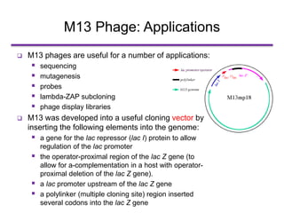 MSc mic gen plasmids bacteriophages | PPTX