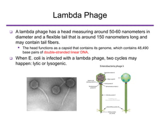 MSc mic gen plasmids bacteriophages | PPTX