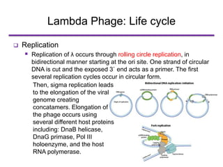 MSc mic gen plasmids bacteriophages | PPT