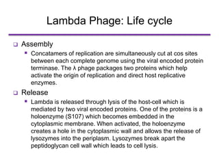 MSc mic gen plasmids bacteriophages | PPT