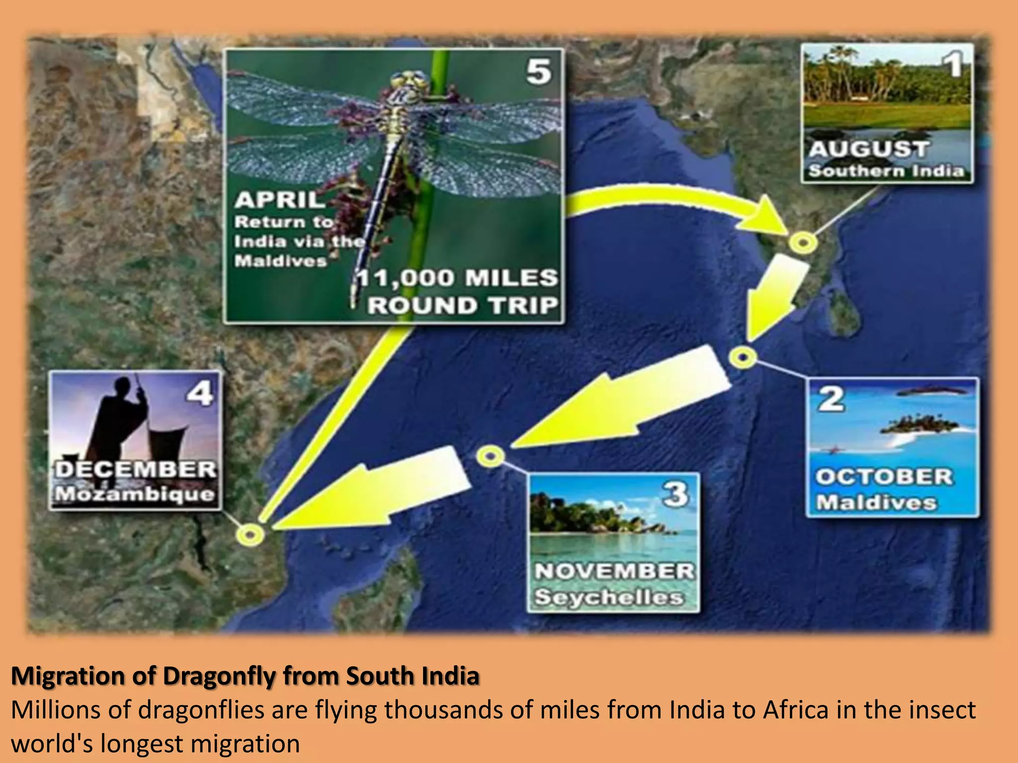 impact of climate change on insect community | PPTX