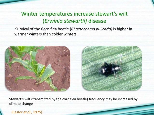 impact of climate change on insect community | PPTX