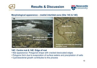 Community structures of microbial mats | PPT