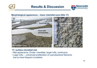 Community structures of microbial mats | PPT