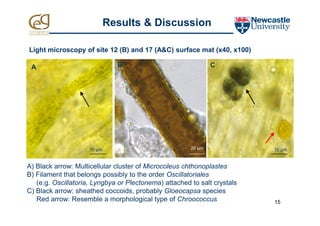 Community structures of microbial mats | PDF
