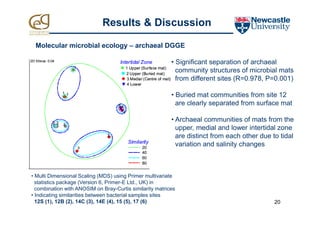 Community structures of microbial mats | PPT