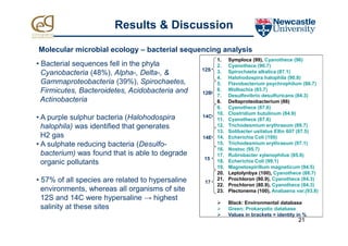 Community structures of microbial mats | PPT
