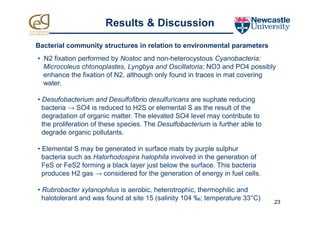 Community structures of microbial mats | PPT