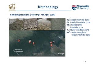 Community structures of microbial mats | PPT