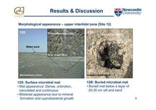Community structures of microbial mats | PPT